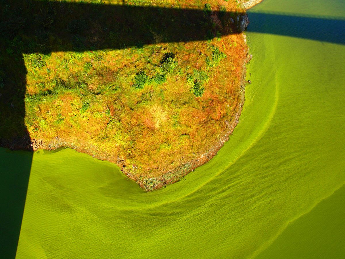 Green Composition #1 | GANREF