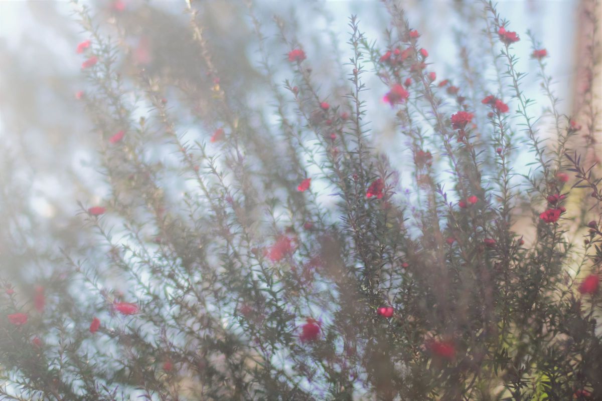 Still Life-015 | GANREF