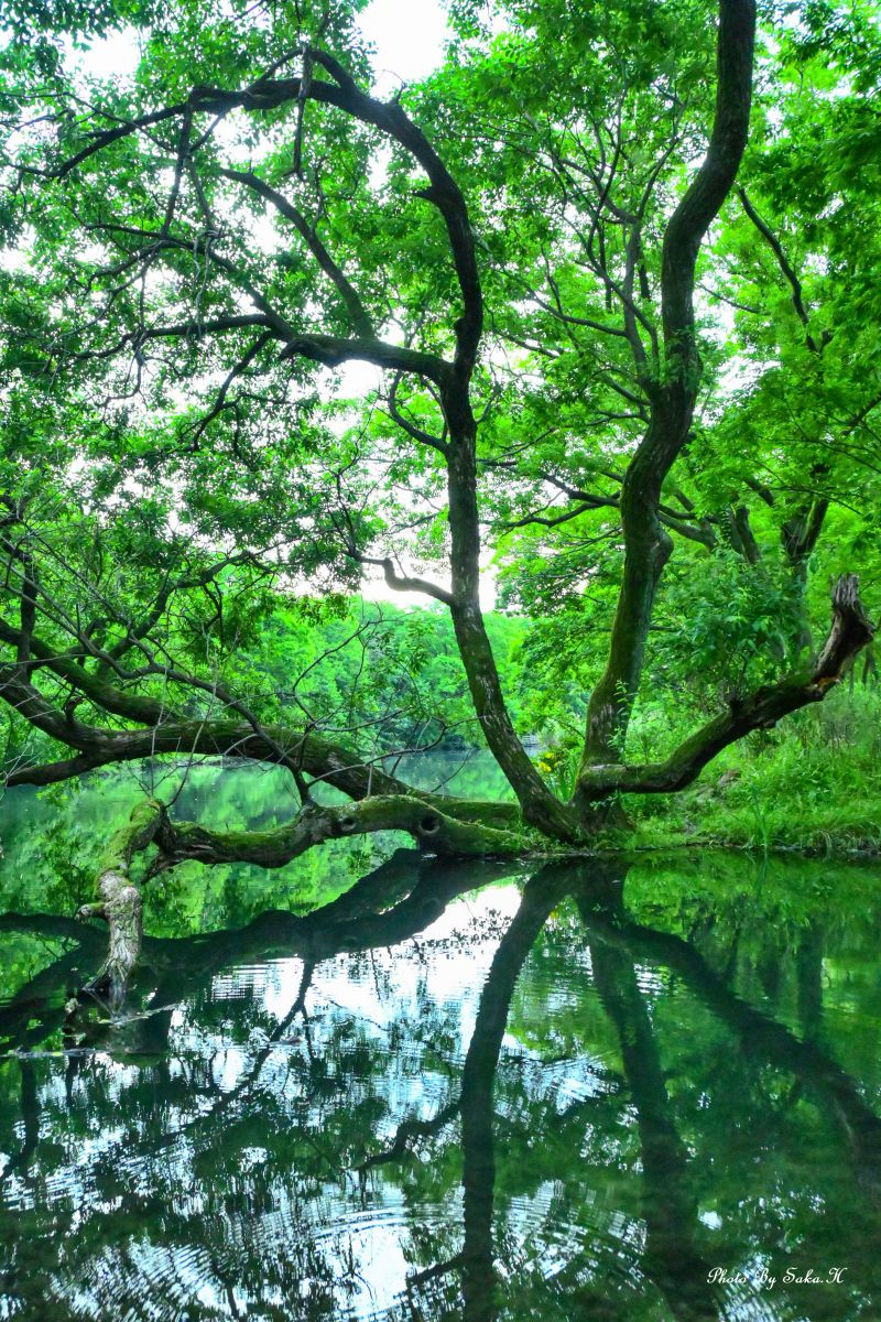 リフレクション | GANREF