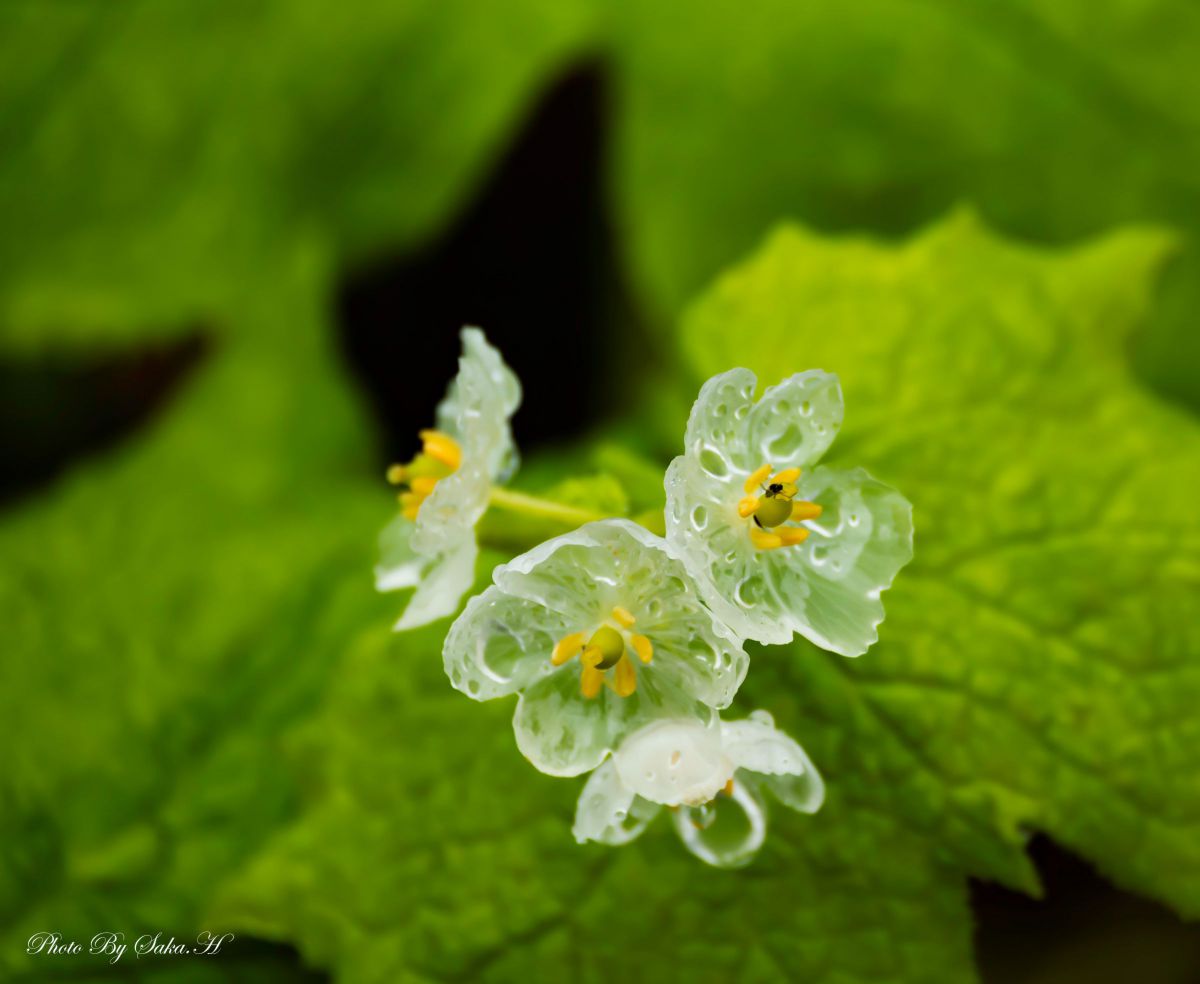 スケルトンフラワー | GANREF