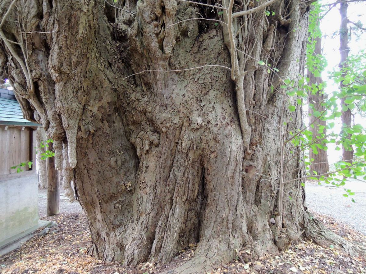 樹齢350年以上 | GANREF