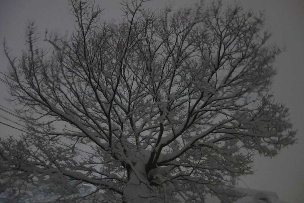 snow monster | GANREF