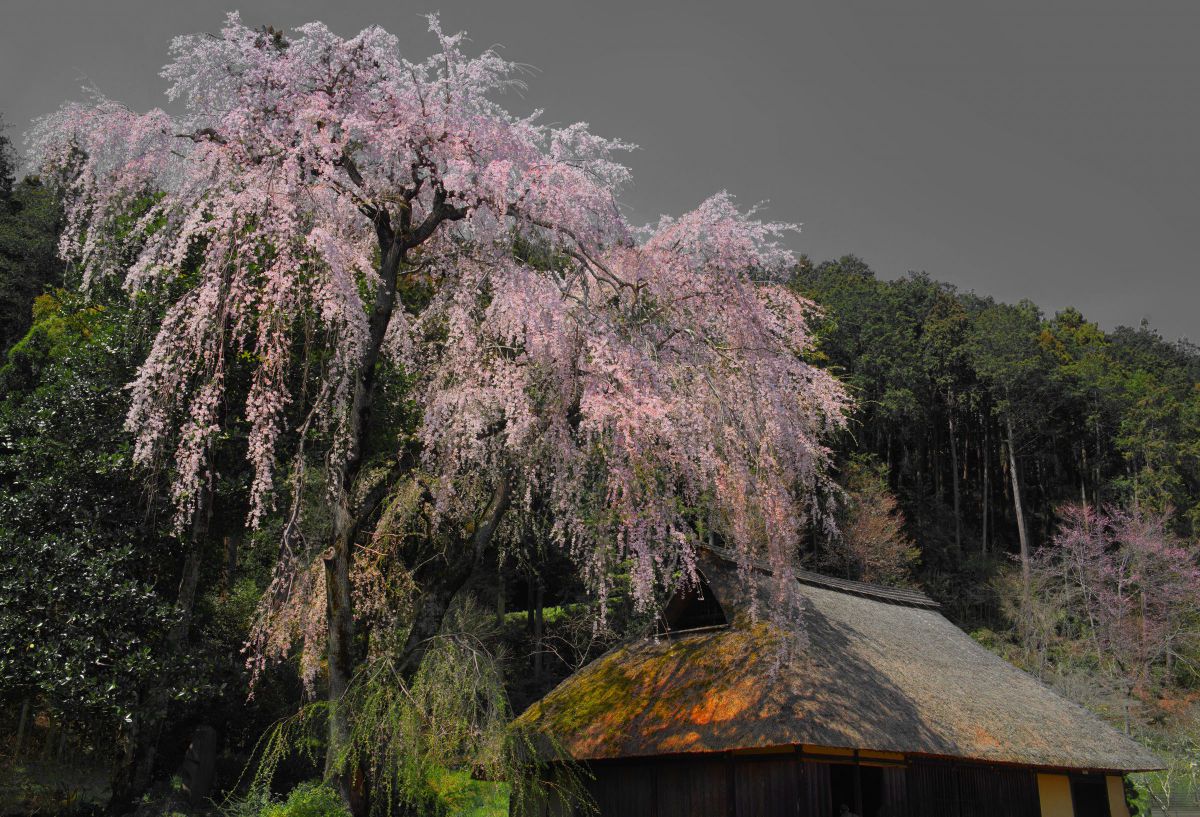 高麗枝垂れ桜 | GANREF