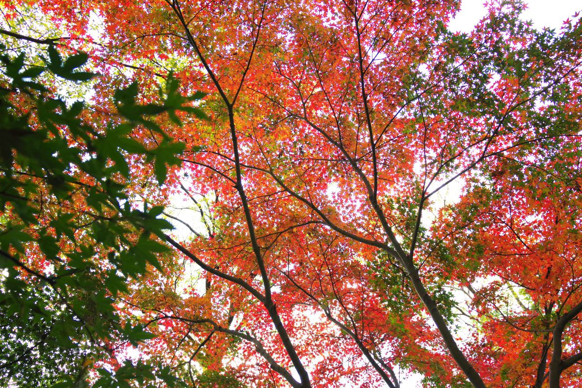 見上げれば秋深し | GANREF