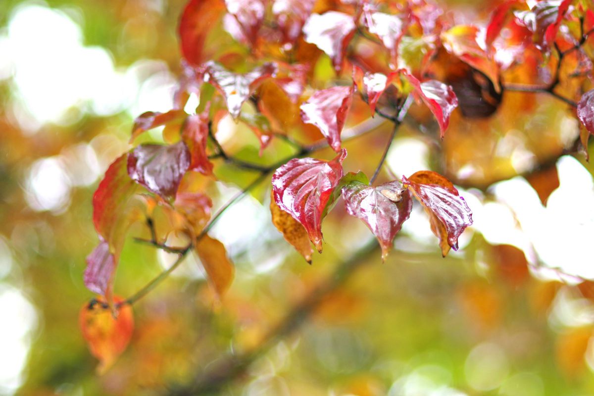 艶やかな紅葉 | GANREF