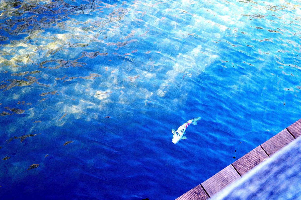 水のある風景 その3 | GANREF