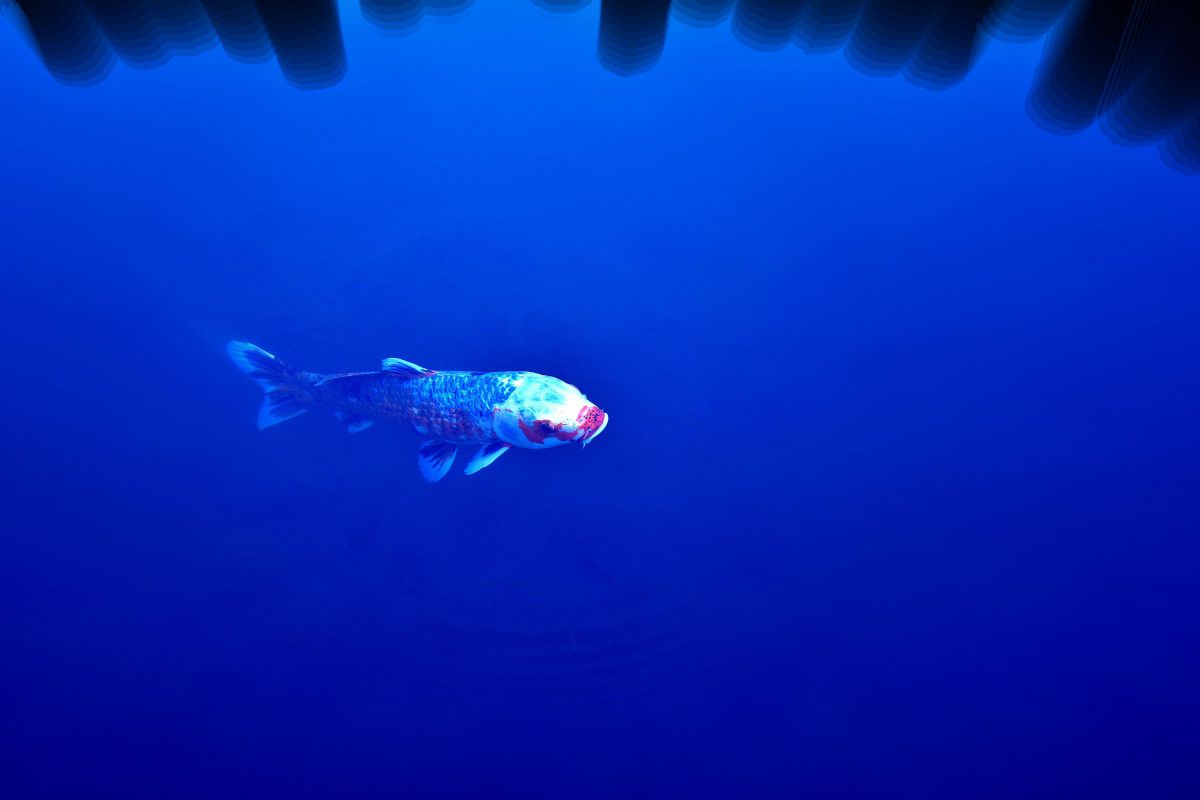 水のある風景 その4 | GANREF