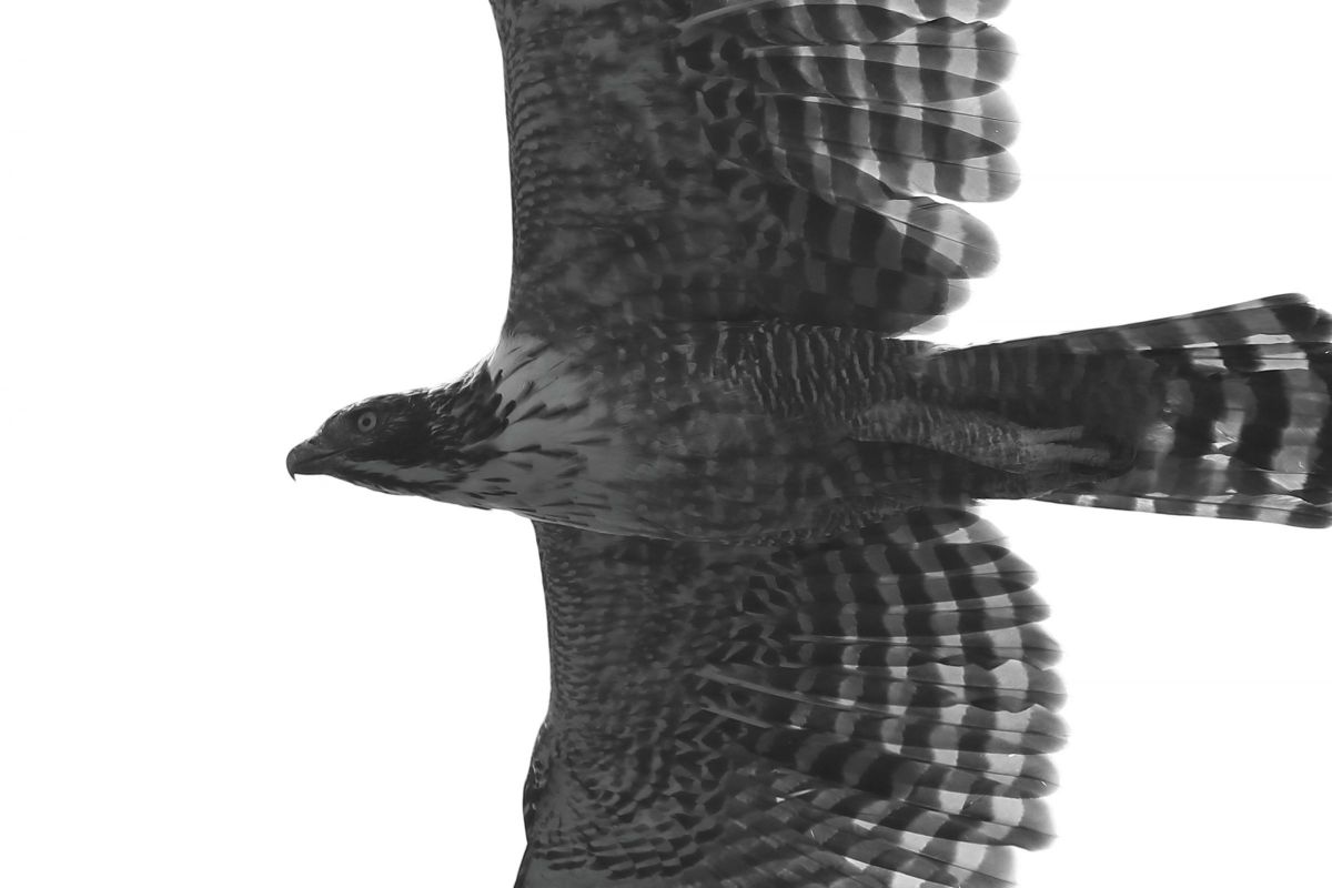 Mountain hawk-eagle（11） | GANREF