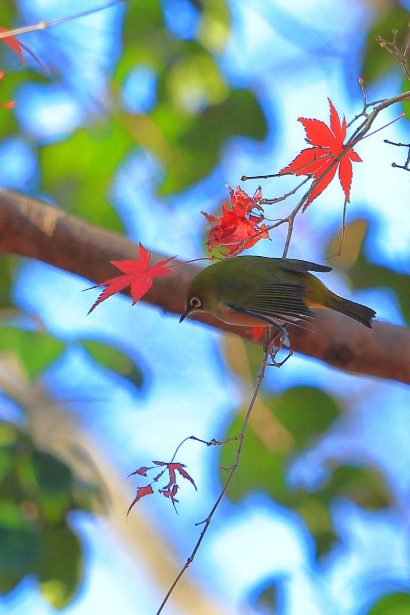 落葉まじか | GANREF