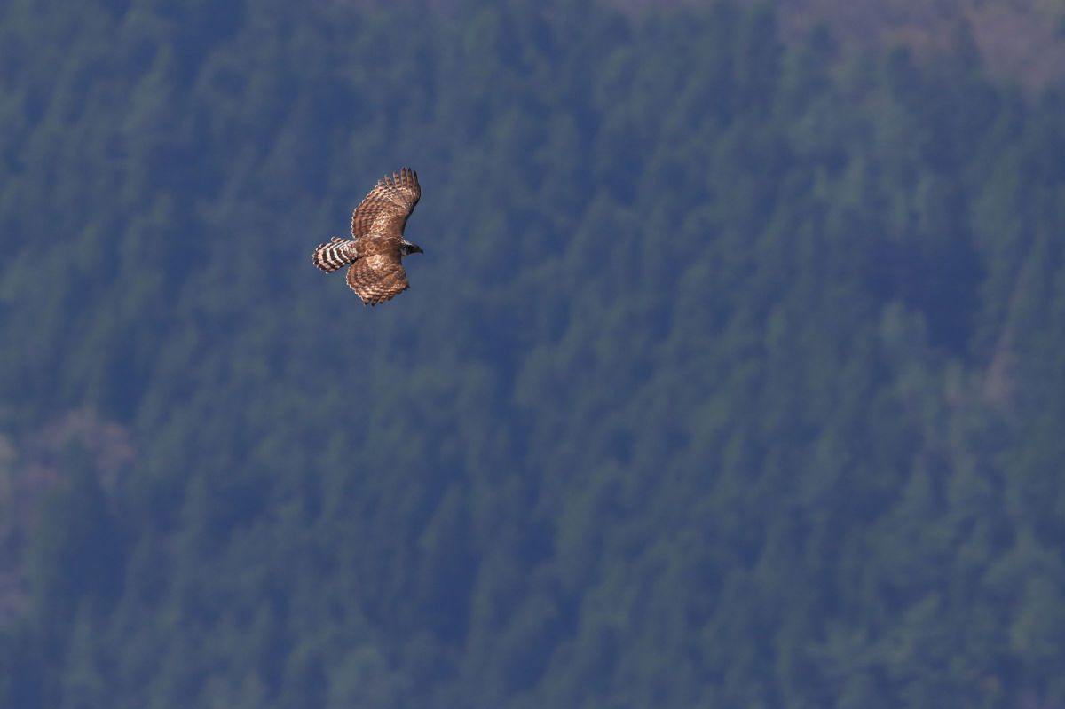 Mountain hawk-eagle（8） | GANREF