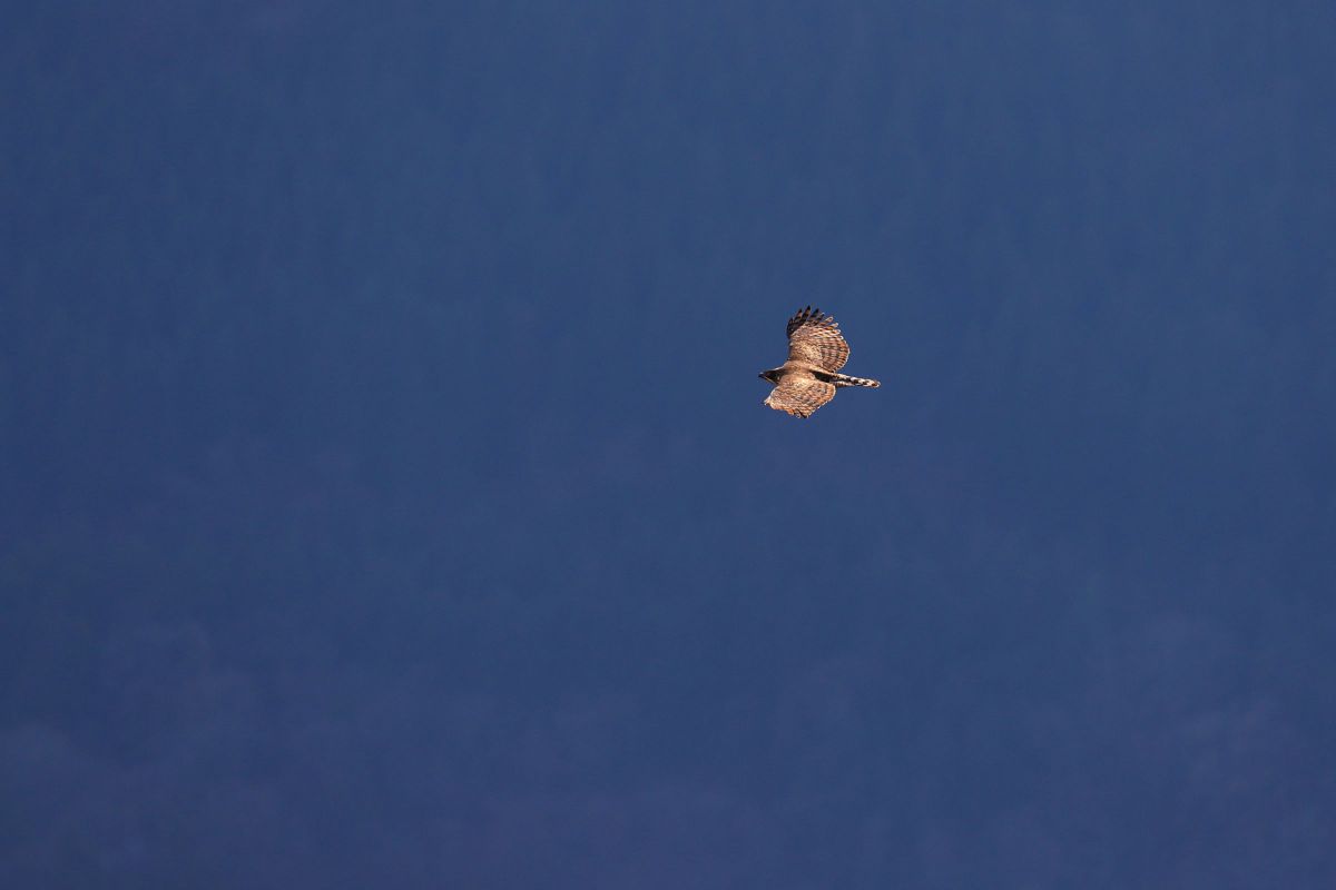 Mountain hawk-eagle（2） | GANREF