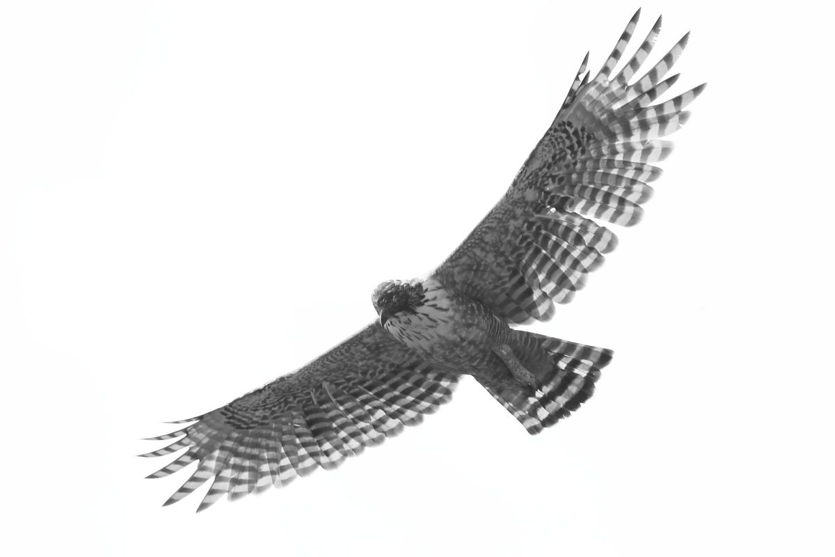 Mountain hawk-eagle（9） | GANREF