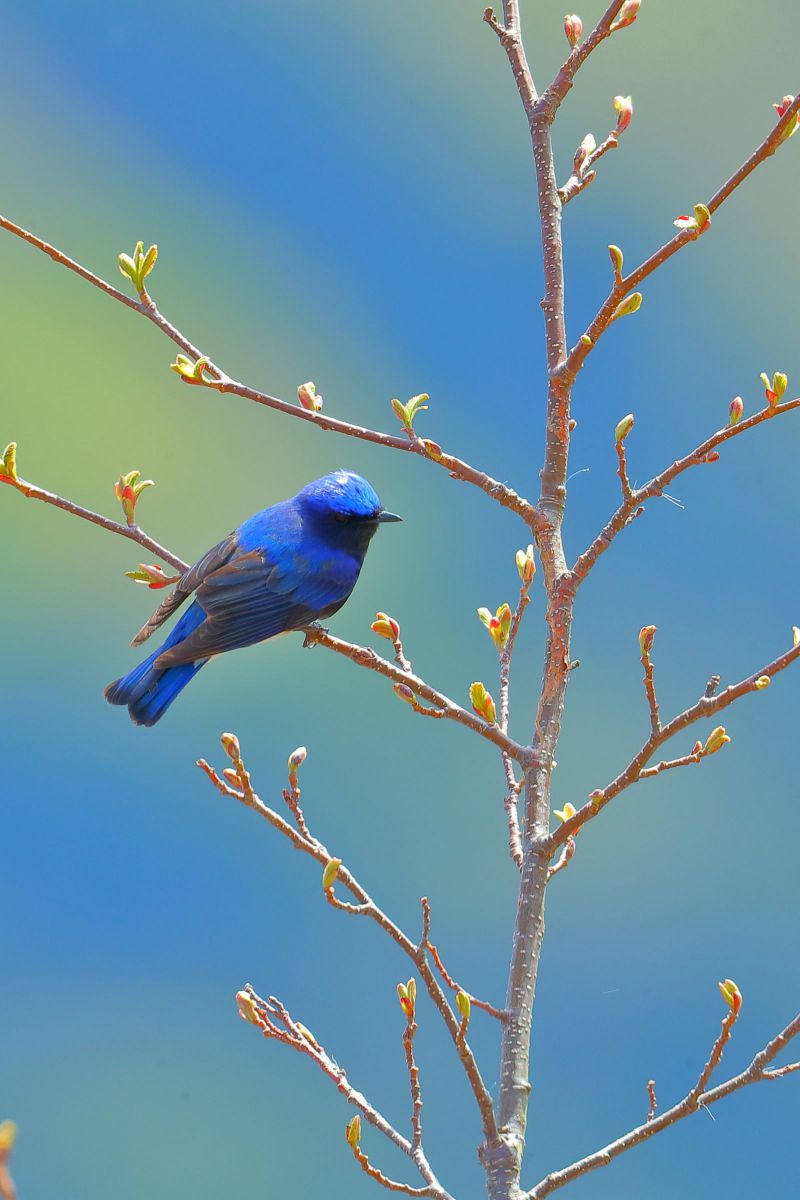 瑠璃まぶし | GANREF