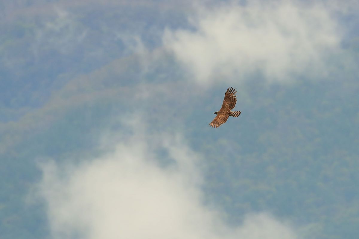 Mountain hawk-eagle（6） | GANREF