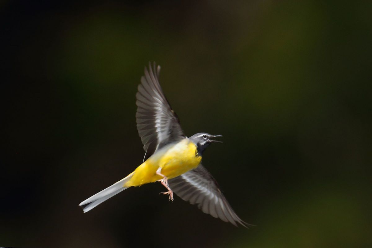 おっさき～ | GANREF