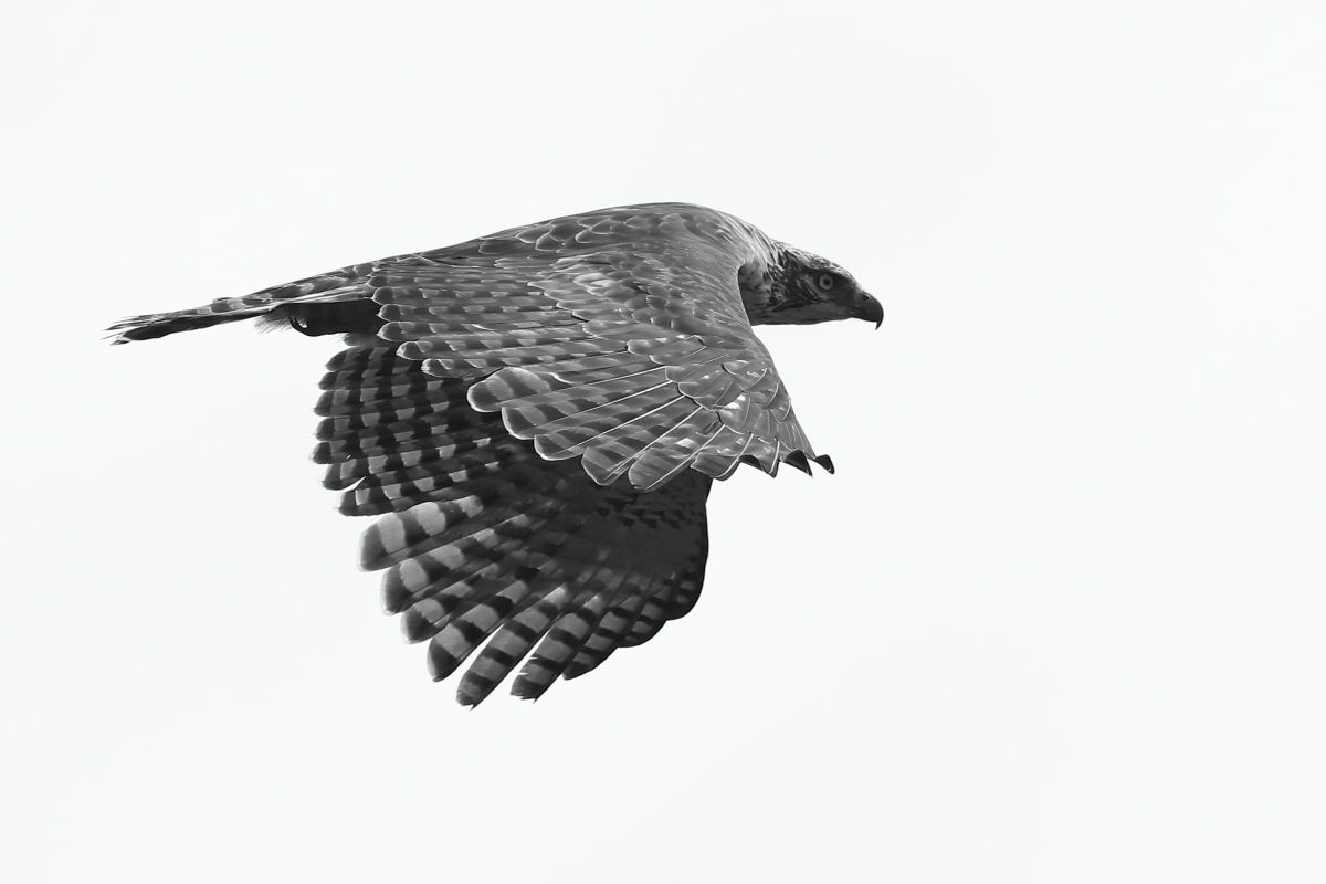 Mountain hawk-eagle（5） | GANREF