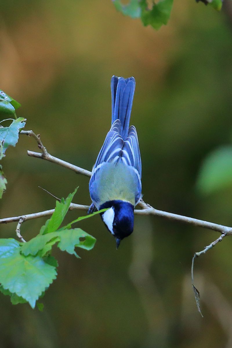 秋色（7） | GANREF