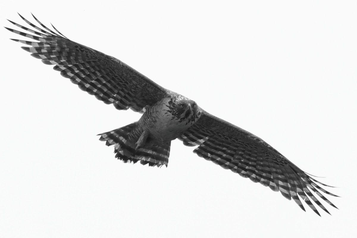 Mountain hawk-eagle（3） | GANREF