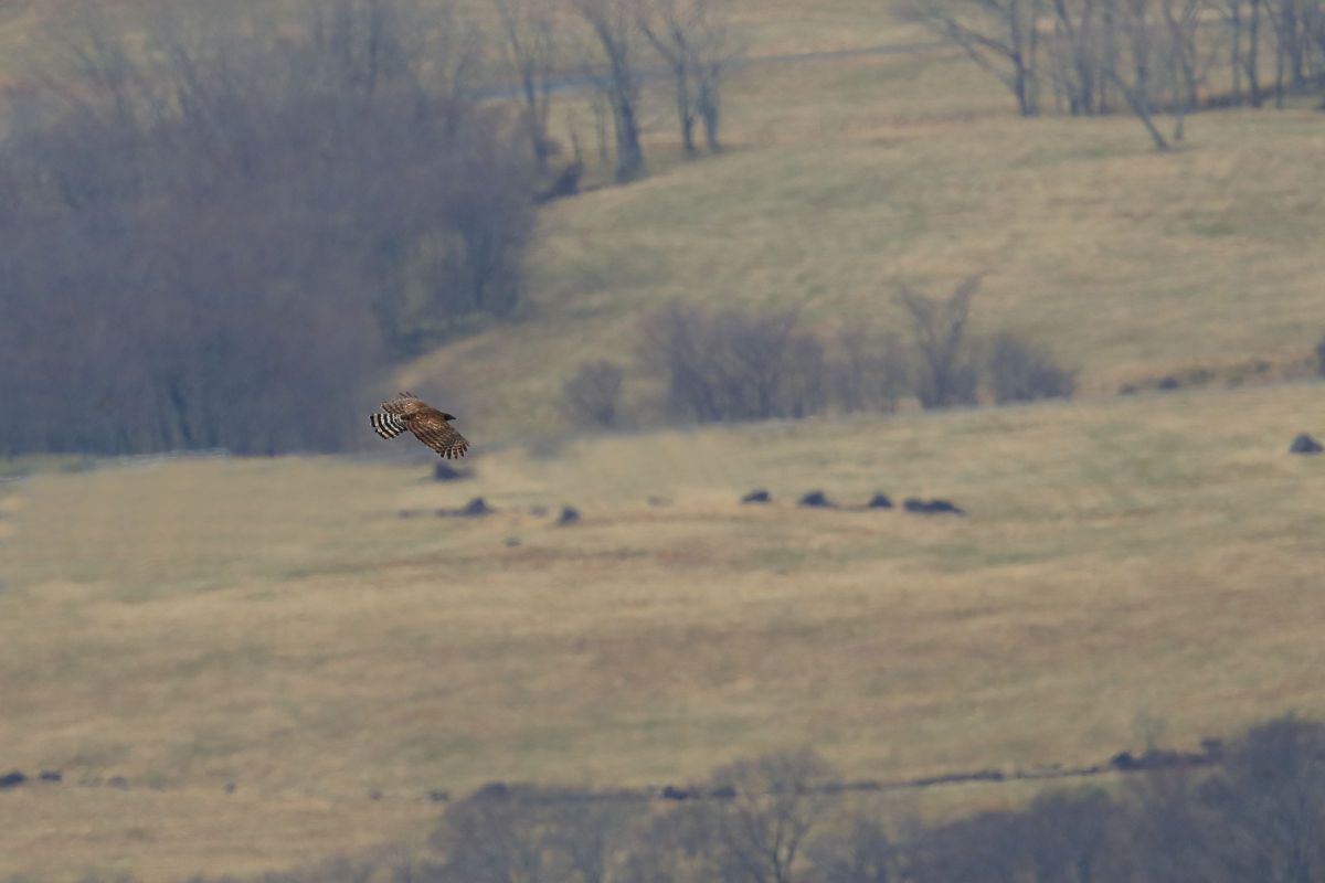 Mountain hawk-eagle（10） | GANREF