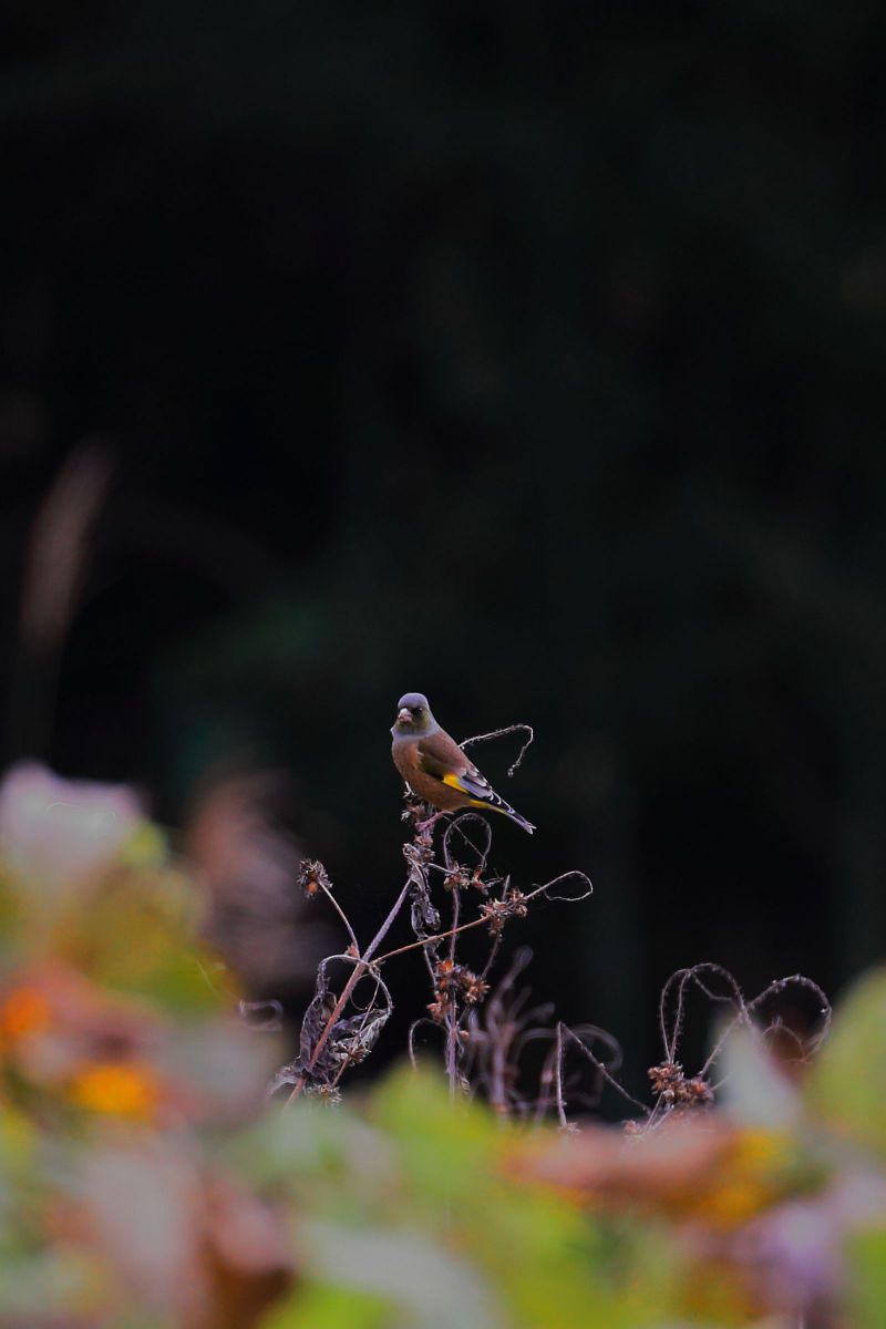 独りぼっち | GANREF