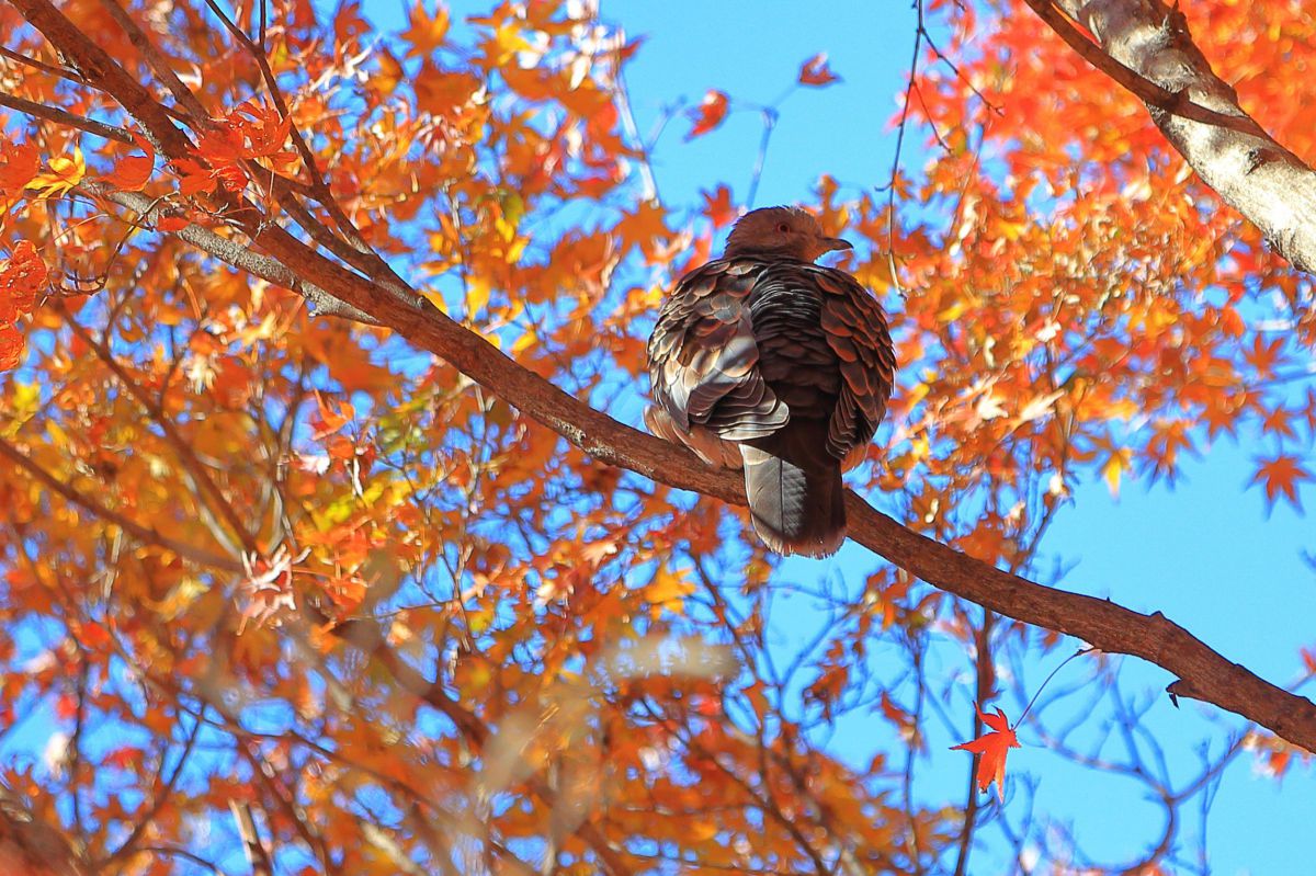 もみじ狩り | GANREF