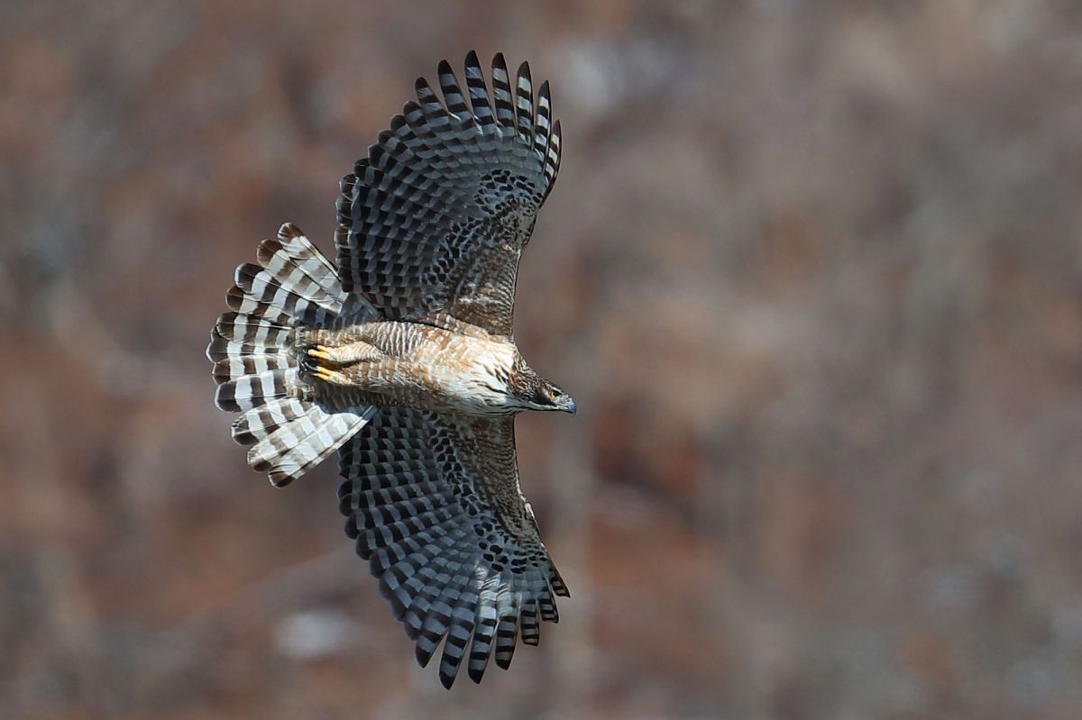 出力100％ | GANREF