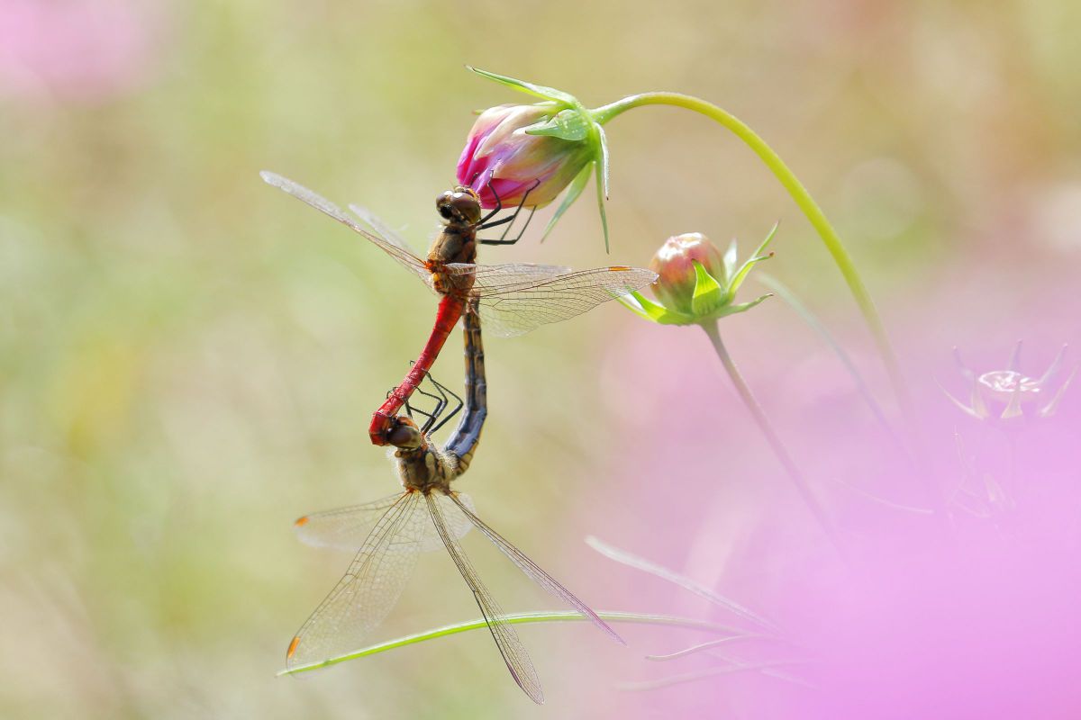 秋色（6） | GANREF