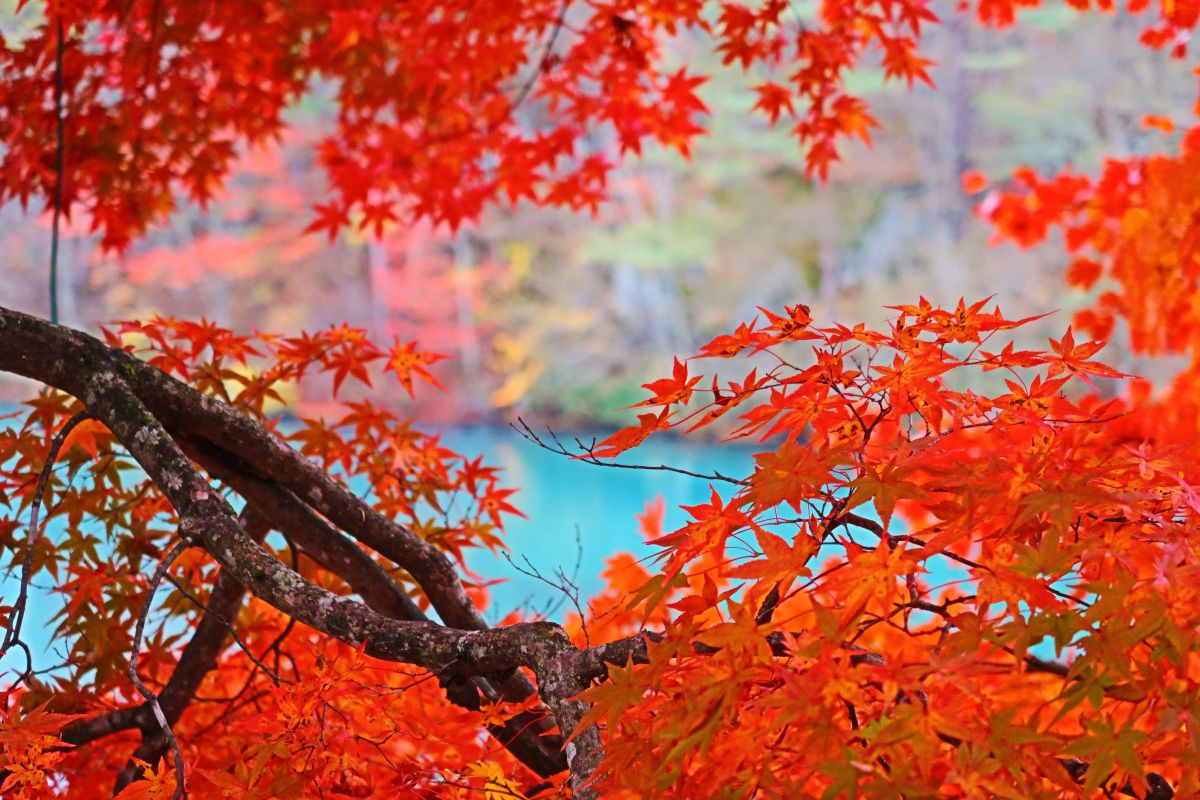 red 秋色探し | GANREF