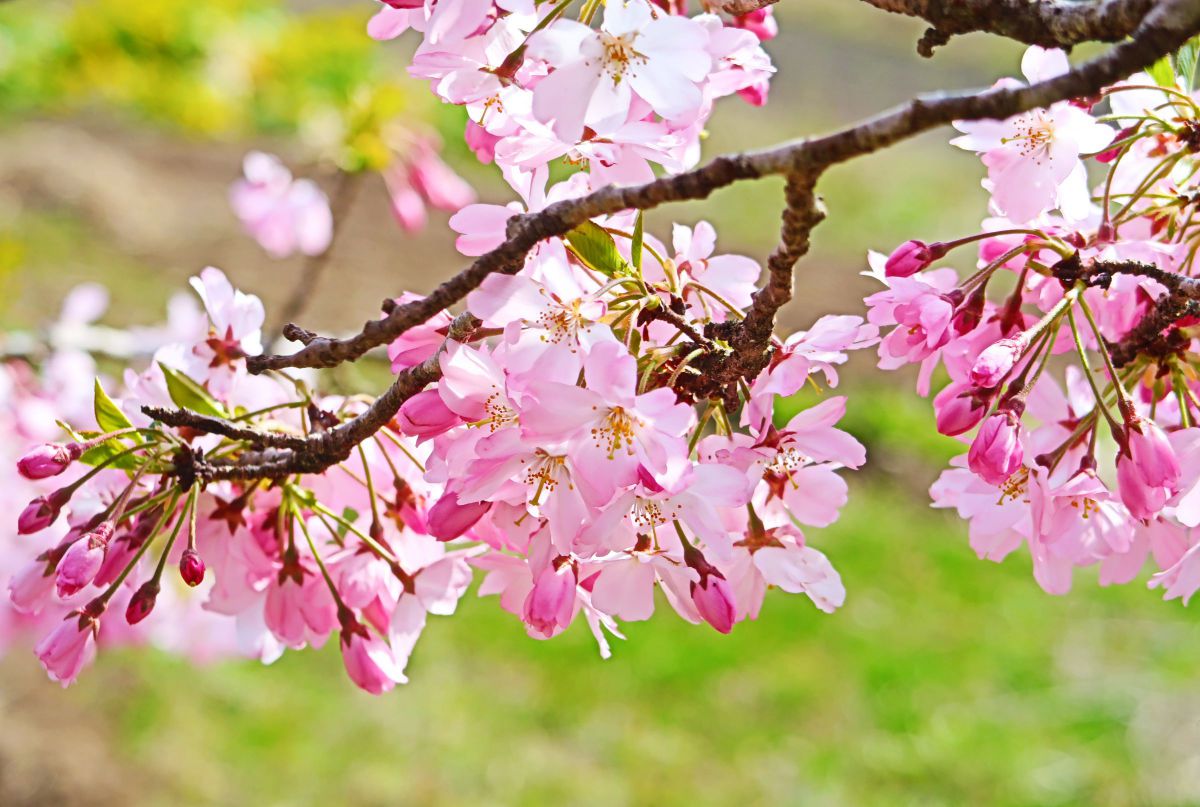 2020さくら | GANREF