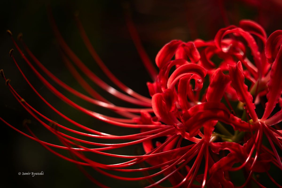 higanbana.jpg | GANREF