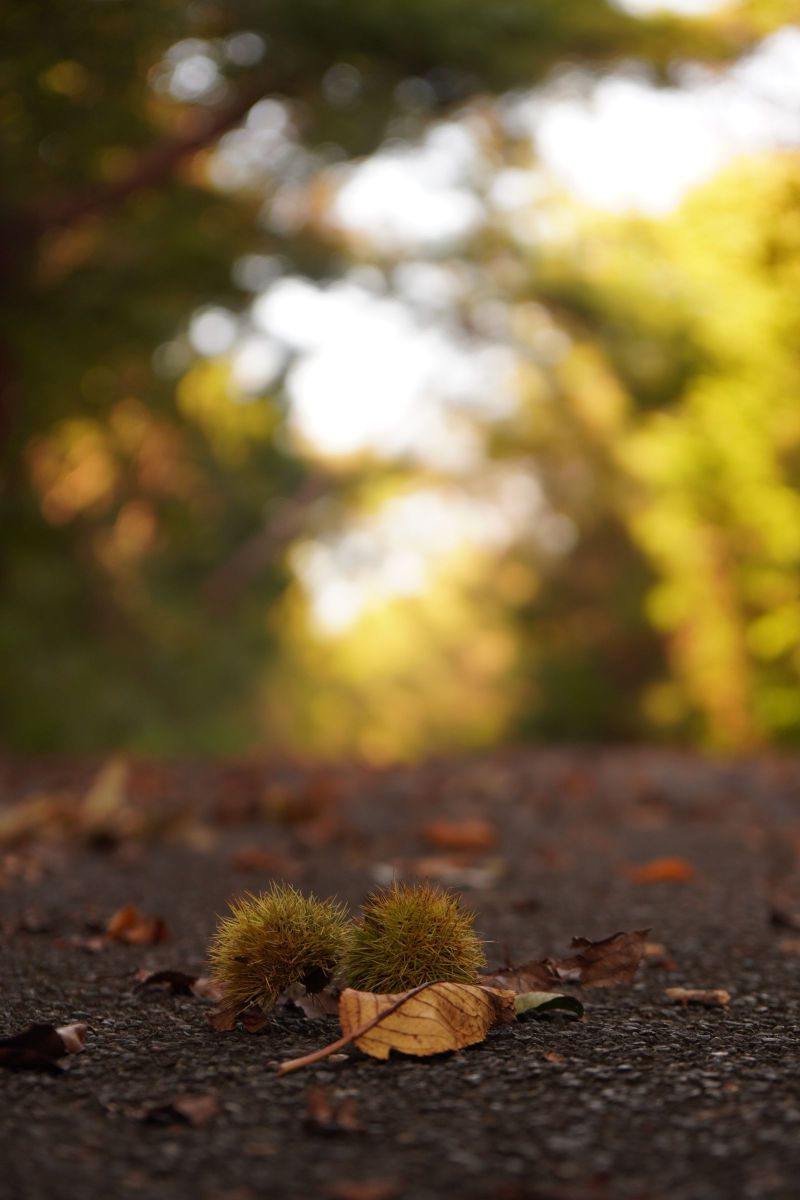 秋の訪れ | GANREF