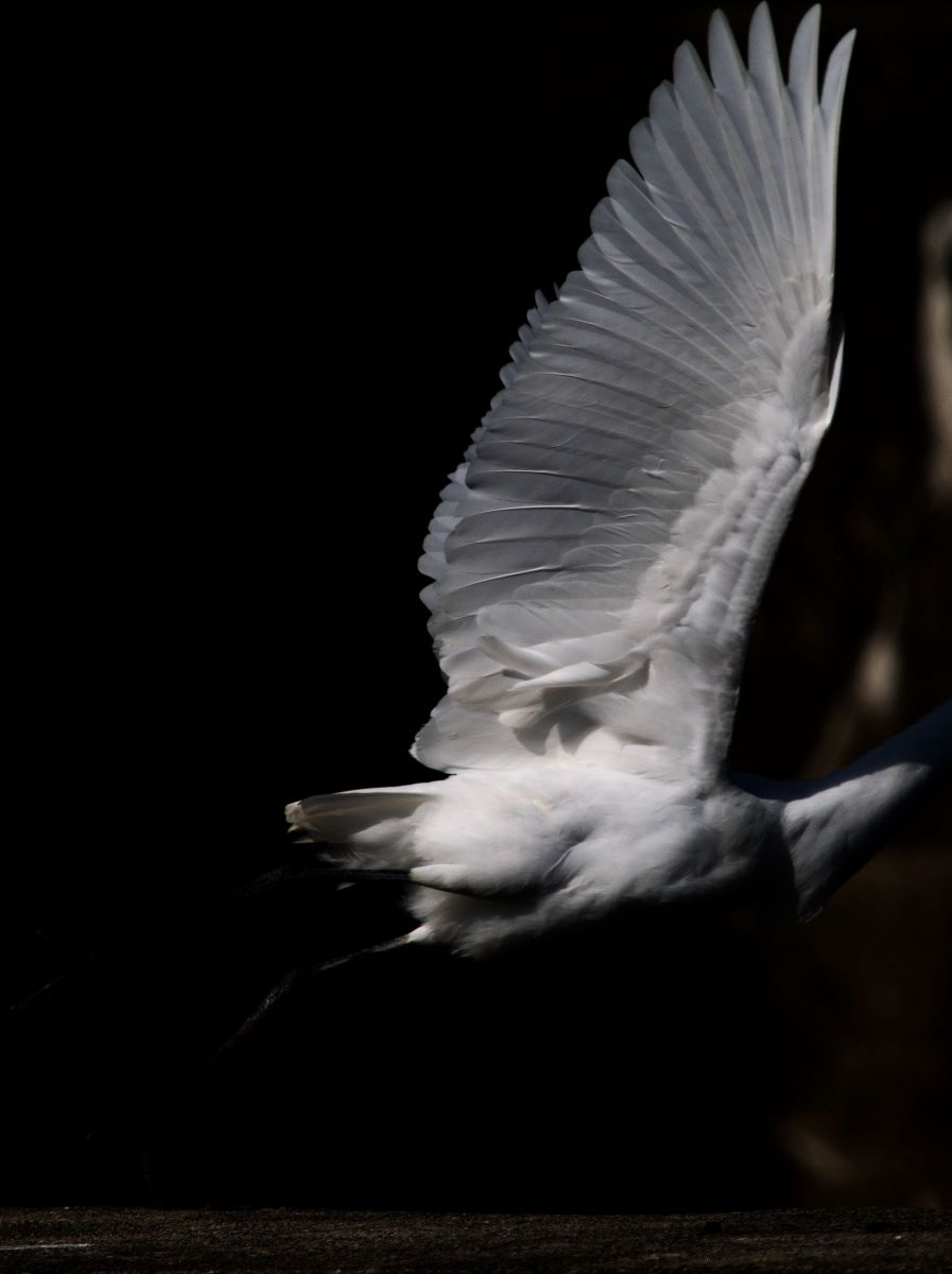 ダイサギ七変化（その7） | GANREF