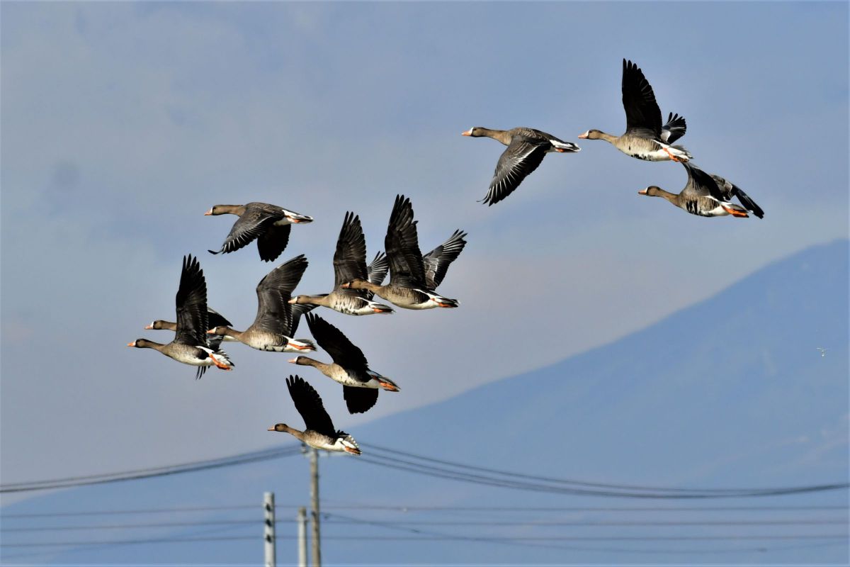 0113 マガン 💛💛 | GANREF