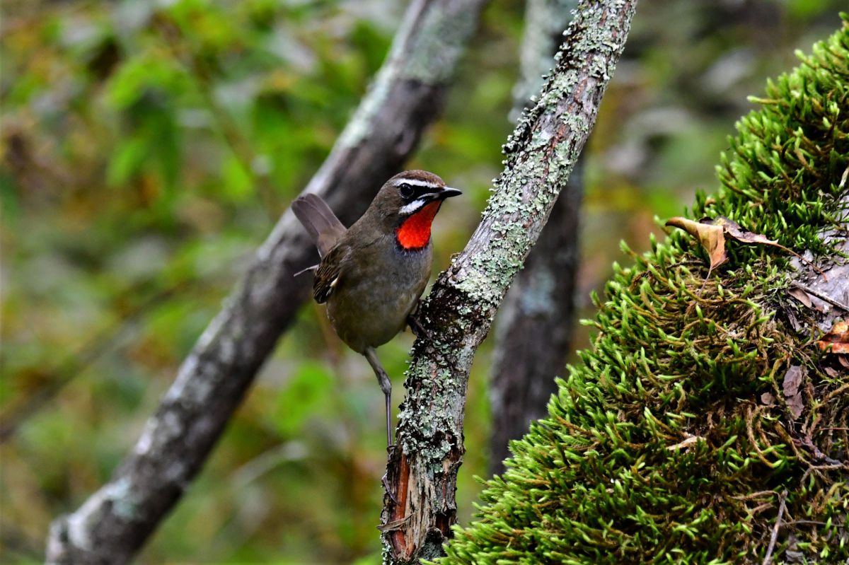 ノゴマ 4....💛 | GANREF