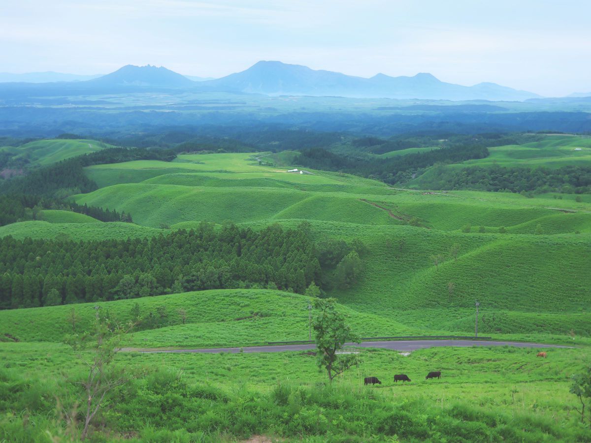 green grass（青草） | GANREF