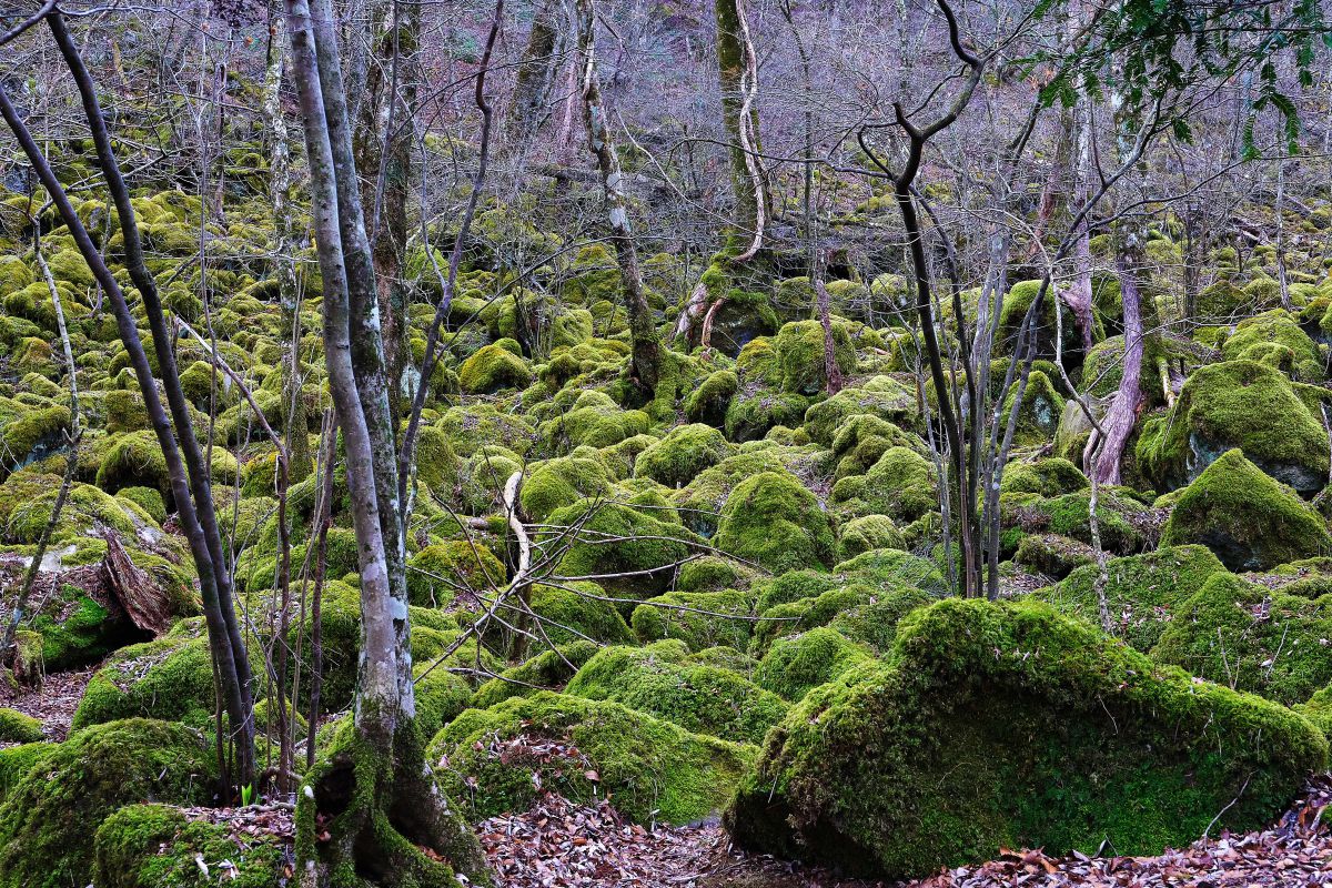 Moss colony（苔の群落） | GANREF