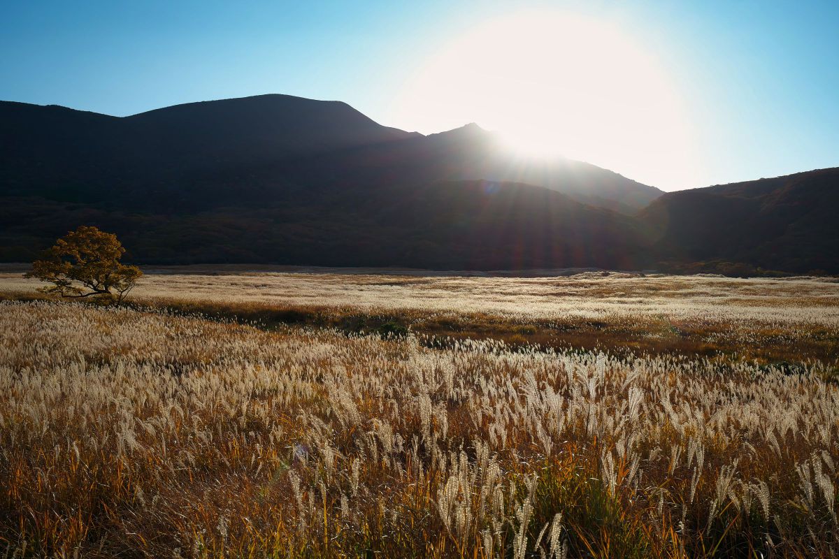 morning sun and pamoas grass（朝陽と薄） | GANREF