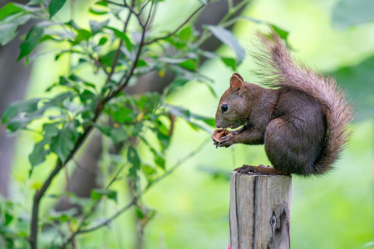 夏毛のエゾリスさん | GANREF