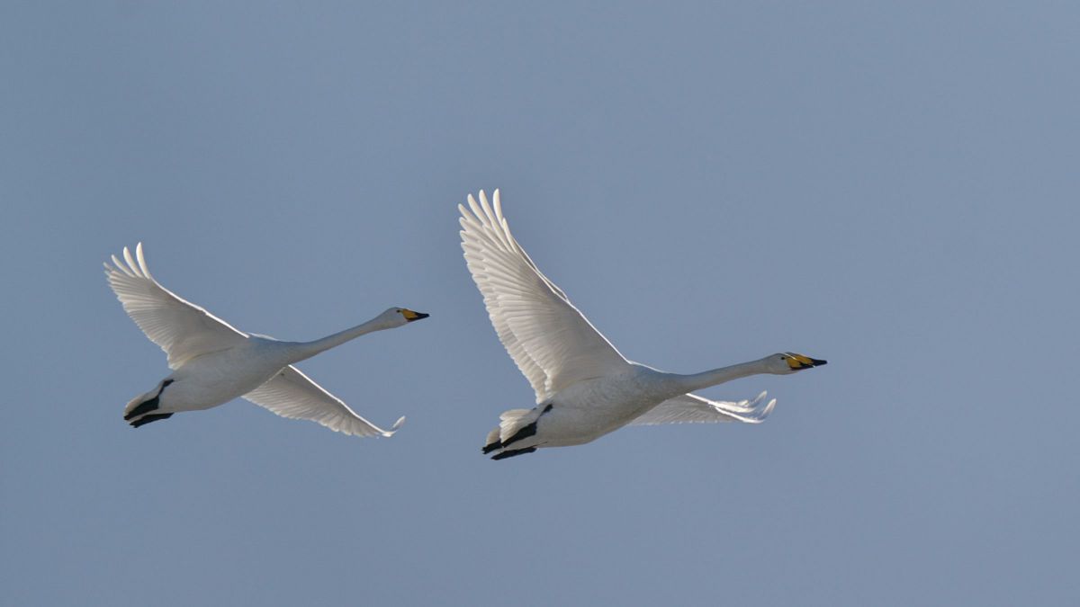 3 SWANS | GANREF