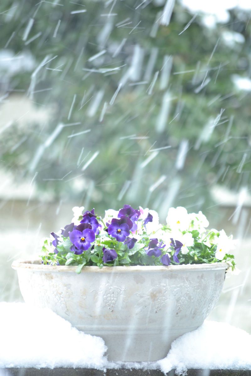 Snow Parfait | GANREF