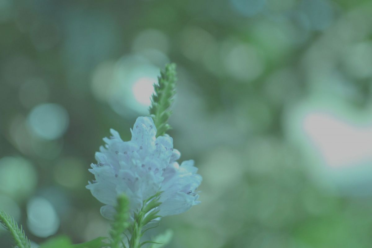 pepper mint | GANREF