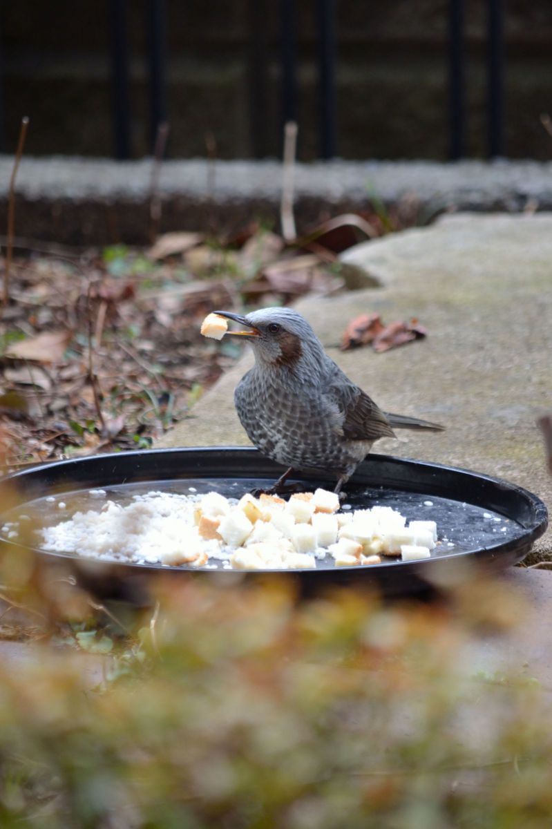 Delicious！ | GANREF