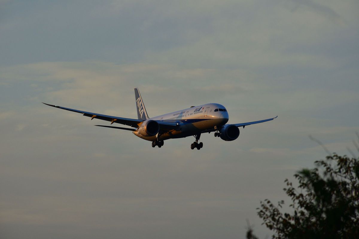 茜色 B787 ANA | GANREF