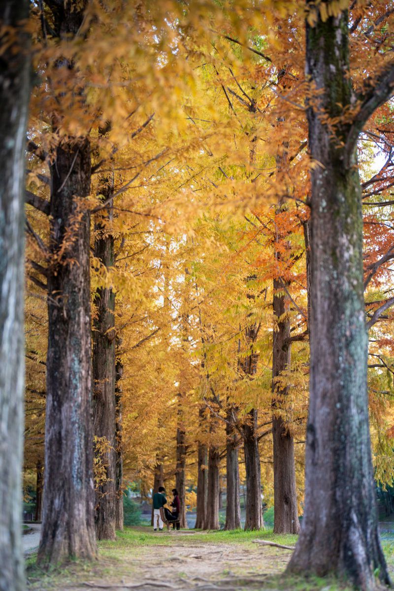 恋の育み | GANREF