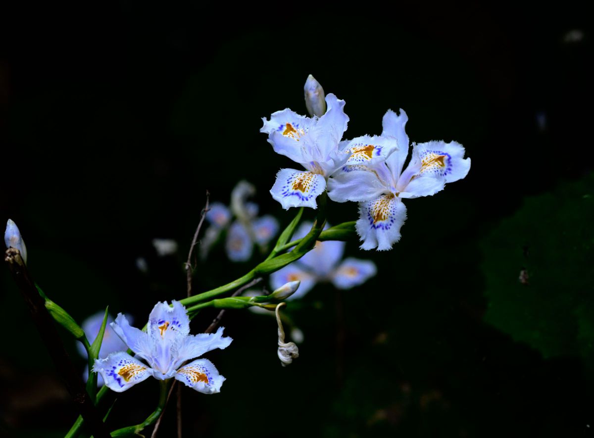 Iris Japonica | GANREF