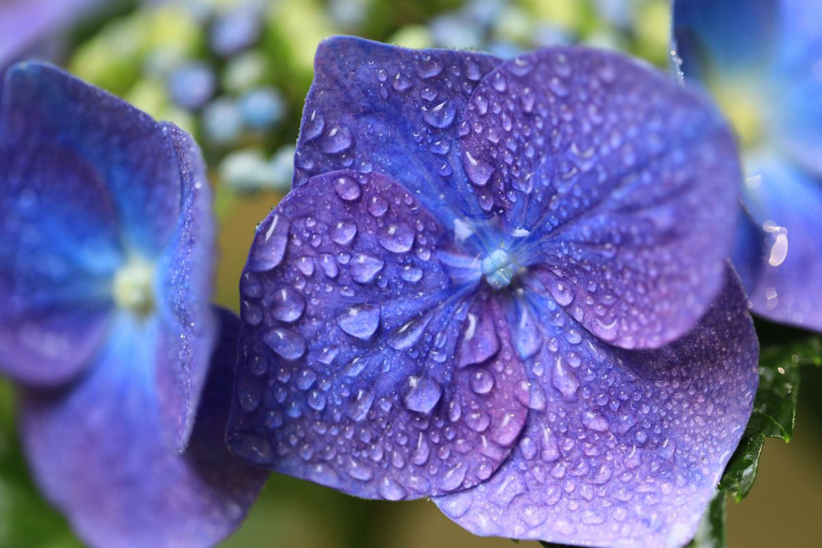 アジサイ＃2 2023.6.19． | GANREF