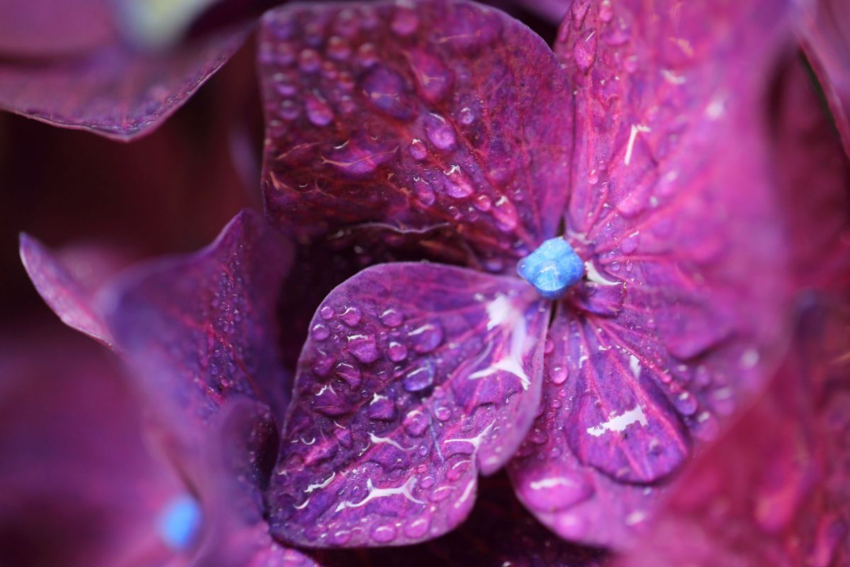 アジサイ＃1 2023.6.19 | GANREF