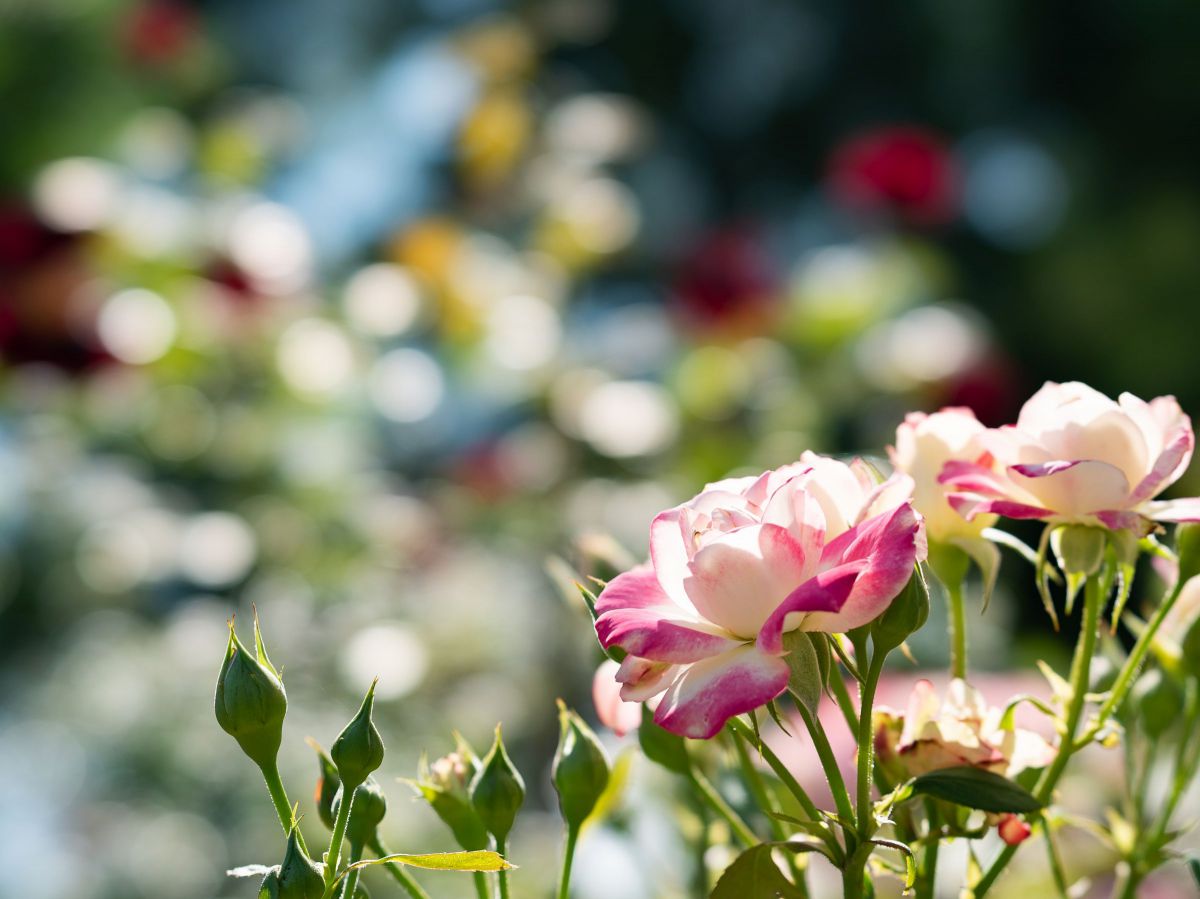 Rose Garden | GANREF