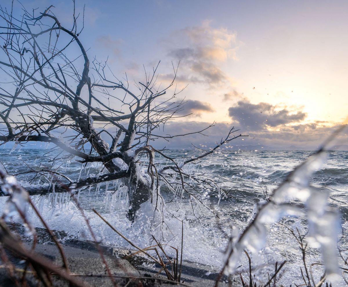 freezing tree | GANREF