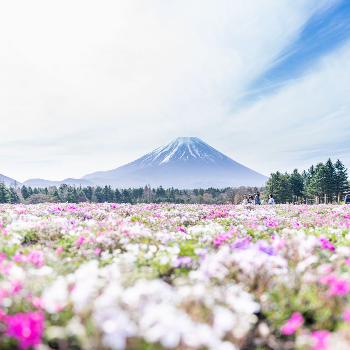Fuji and moss phlox | GANREF